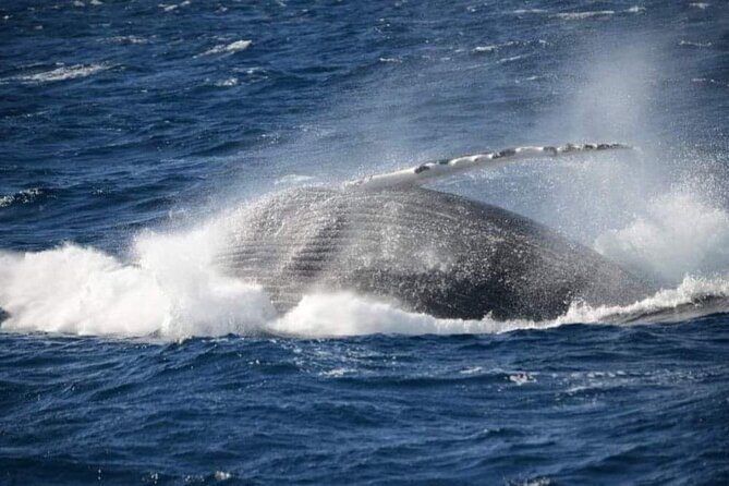 Whale Watching Cruise in New South Wales - FAQ