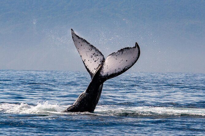 Whale Watching Cruise In Puerto Vallarta & Nuevo Vallarta - Frequently Asked Questions