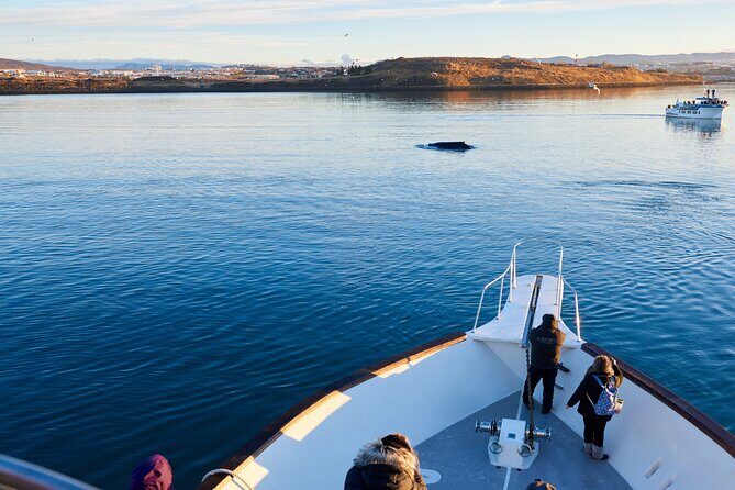 Whale Watching Cruise on a Yacht in Reykjavik - A Closer Look at the Reykjavik Whale Watching Cruise