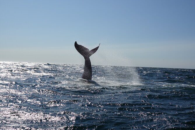 Whale Watching Cruise on a Yacht in Reykjavik - Frequently Asked Questions