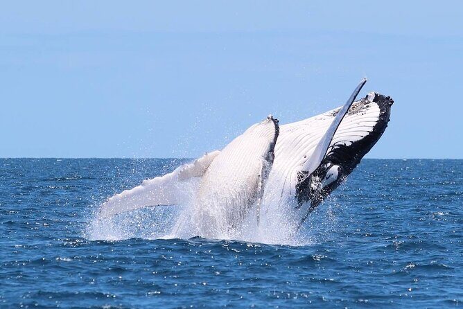 Whale Watching Cruise on the Gold Coast - A Closer Look at the Whale Watching Experience