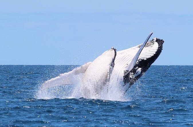 Whale Watching Cruise on the Gold Coast - Why This Tour Offers Great Value