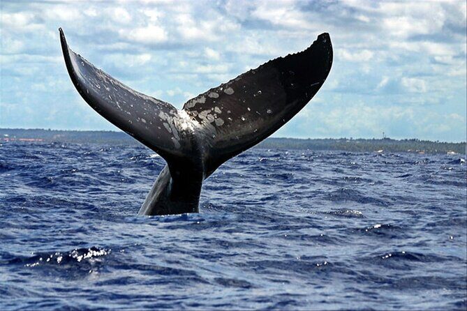 Whale Watching - The Details of the Whale Watching Experience