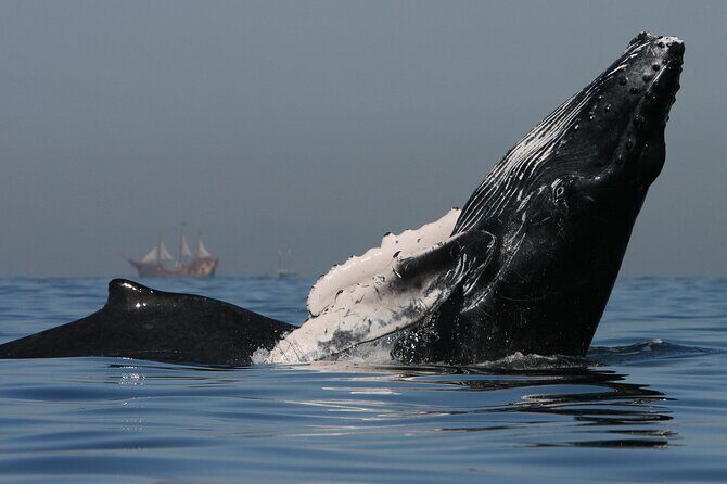 Whale Watching - Final Thoughts: Is This Tour for You?