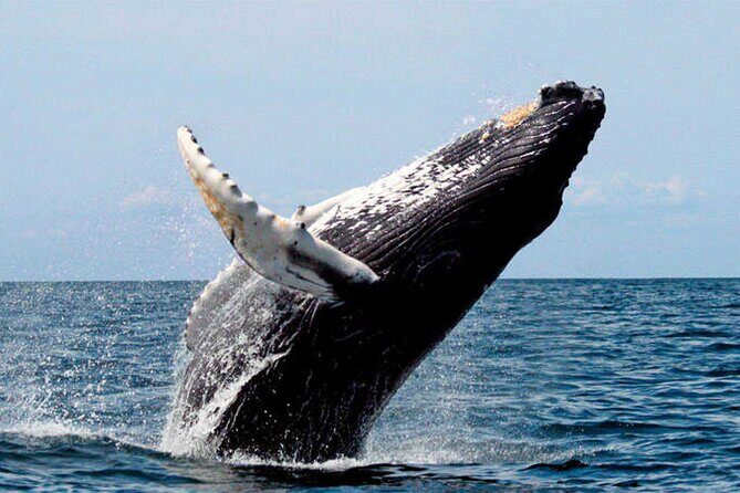 Whale Watching - Frequently Asked Questions