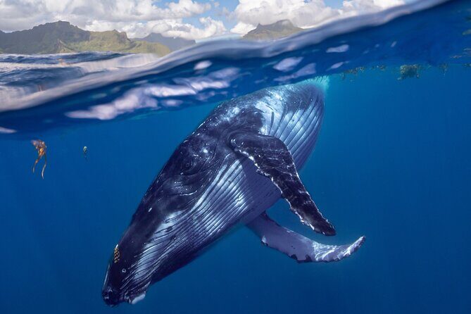 Whale watching DE Tahiti Peninsula - What the Tour Entails
