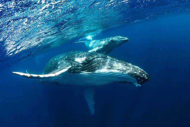 Whale watching DE Tahiti Peninsula - FAQ