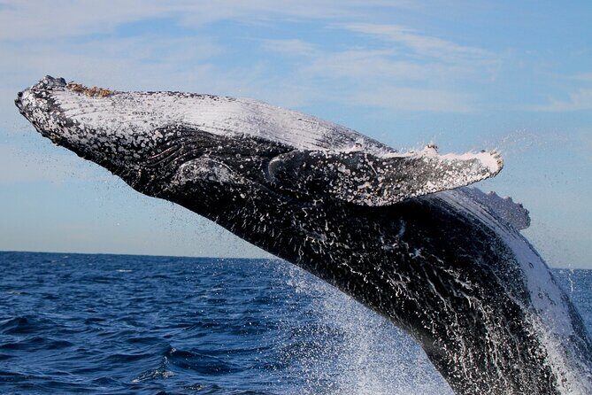 Whale Watching Discovery Tour from Lake Macquarie - Who Is This Tour Best For?