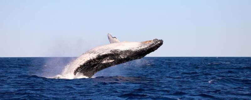Whale Watching Discovery Tour from Lake Macquarie - Why You’ll Love the Lake Macquarie Whale Watching Tour