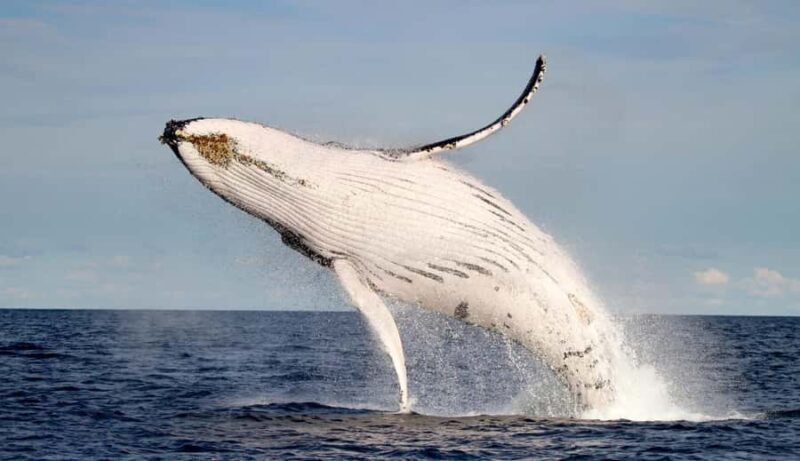 Whale Watching Discovery Tour from Lake Macquarie - Practical Details and Tips