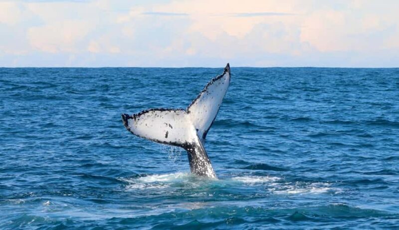 Whale Watching Discovery Tour from Lake Macquarie - Who Is This Tour Best For?