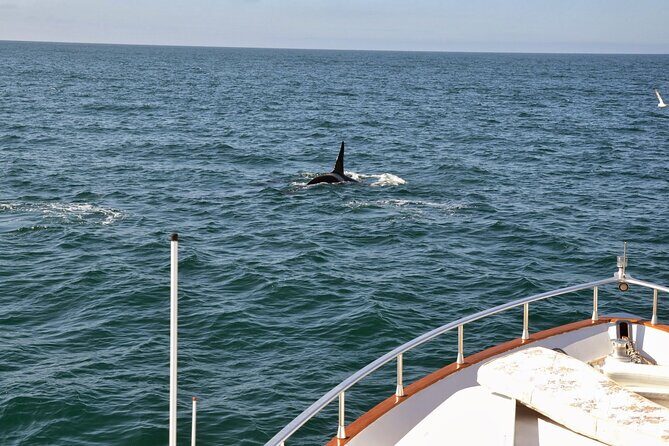 Whale Watching & Dolphin Yacht Cruise - Who Will Love This Tour?