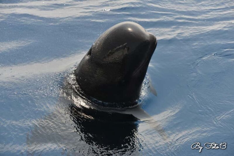 Whale-Watching, Dolphins & Whales from Bandol - Key Points