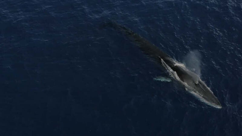 Whale-Watching, Dolphins & Whales from Bandol - Setting Sail for Marine Encounters in the South of France