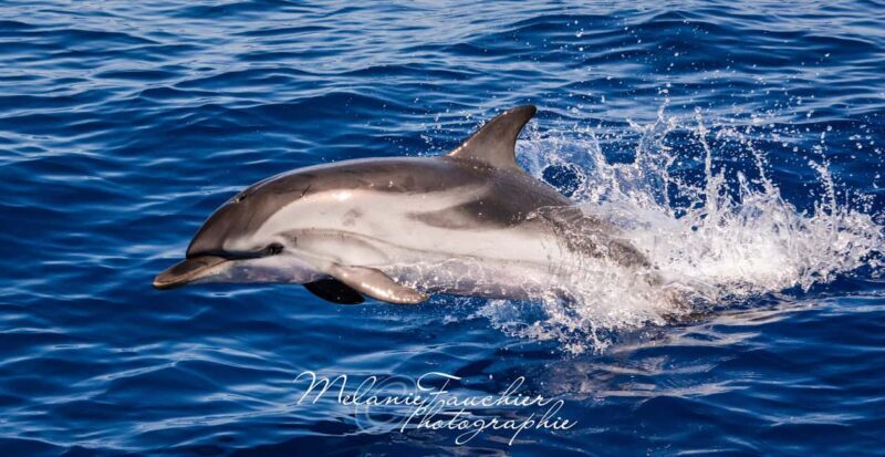 Whale-Watching, Dolphins & Whales from Bandol - The Experience in Detail