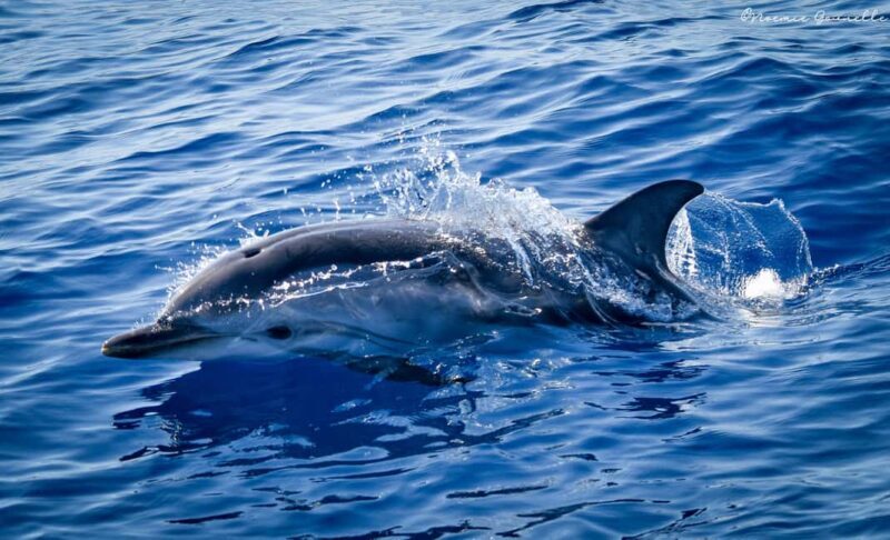 Whale-Watching, Dolphins & Whales from Bandol - Who Is This Tour Best Suited For?