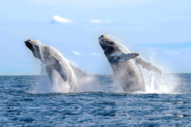 Whale Watching Experience - Key Points