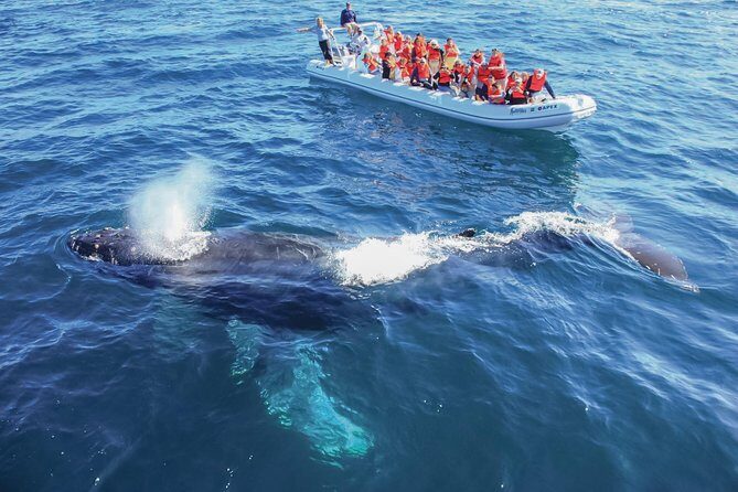 Whale Watching Experience - Who Will Love This Tour?
