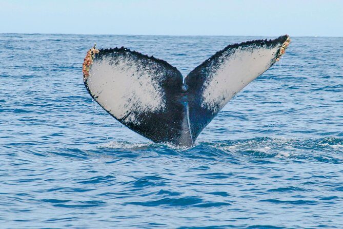 Whale Watching Experience - Practical Tips and Considerations