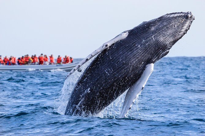 Whale Watching Experience - Final Thoughts