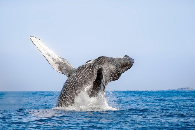 Whale Watching Experience - FAQ