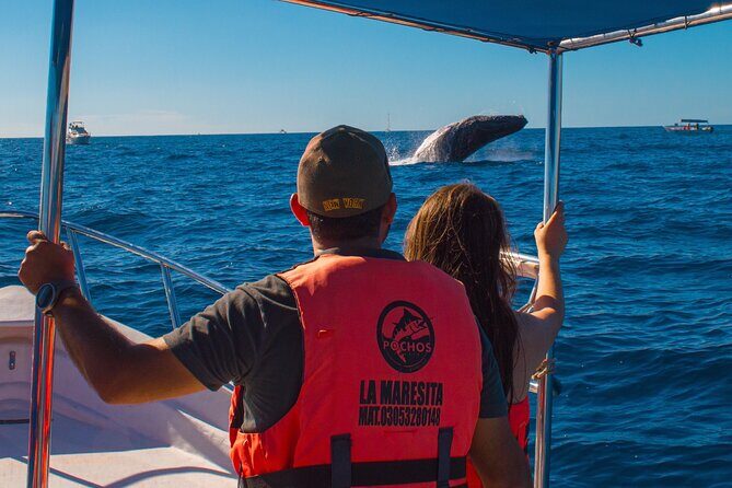 Whale Watching Experience in Cabo San Lucas 2 hours - An In-Depth Look at the Cabo Whale Watching Tour