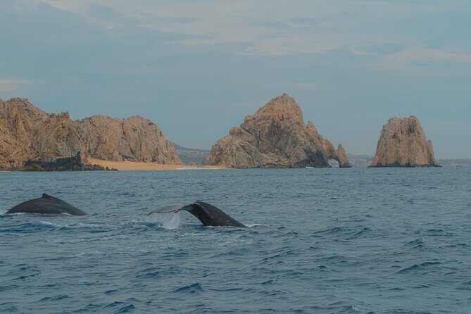 Whale Watching Experience in Cabo San Lucas 2 hours - Final Thoughts