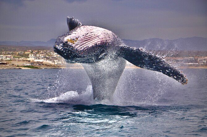 Whale Watching Experience in Cabo San Lucas - What Makes This Tour Stand Out