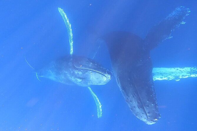 Whale Watching Experience in Cabo San Lucas - The Sum Up