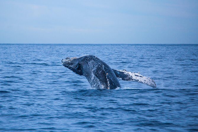 Whale Watching Experiencie with breakfast - Final Thoughts
