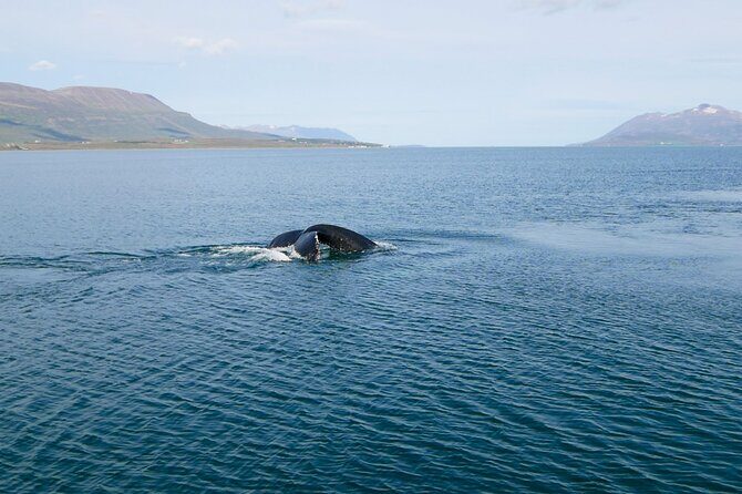 Whale Watching from Akureyri Port - An In-Depth Look at the Whale Watching Experience
