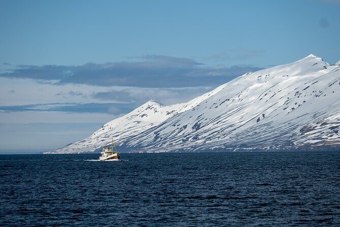 Whale Watching from Akureyri Port - The Sum Up