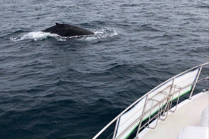 Whale Watching from Augusta in Western Australia - What to Expect on the Day