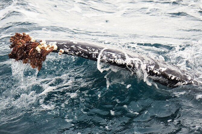 Whale Watching from Augusta in Western Australia - Who Would Love This Tour?
