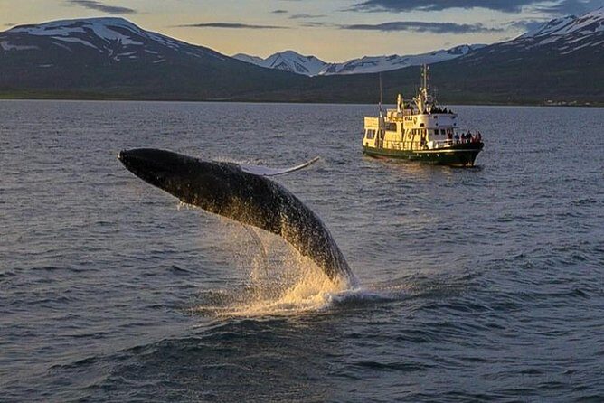 Whale Watching from the Heart of Akureyri - What Makes This Tour Stand Out