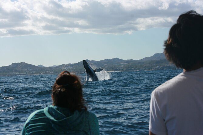 Whale Watching Group Tour in San Jose del Cabo - Why This Tour Works Well for Travelers