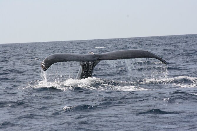 Whale Watching Group Tour in San Jose del Cabo - FAQ