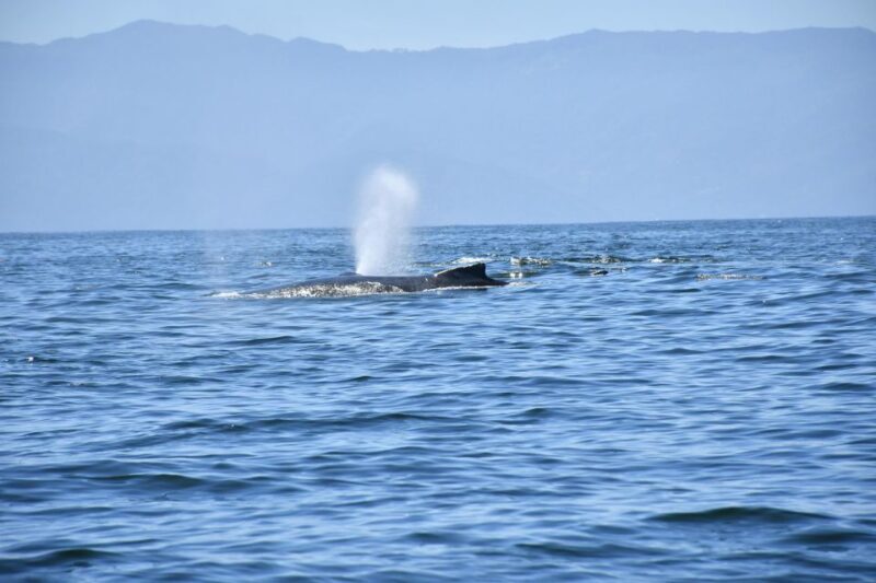 Whale Watching Guaranteed Experience in Puerto Vallarta - Key Points