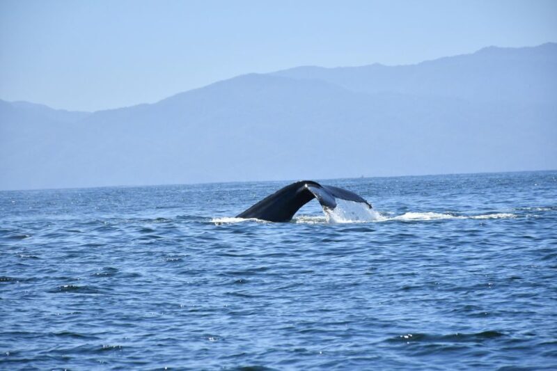 Whale Watching Guaranteed Experience in Puerto Vallarta - What the Reviews Reveal