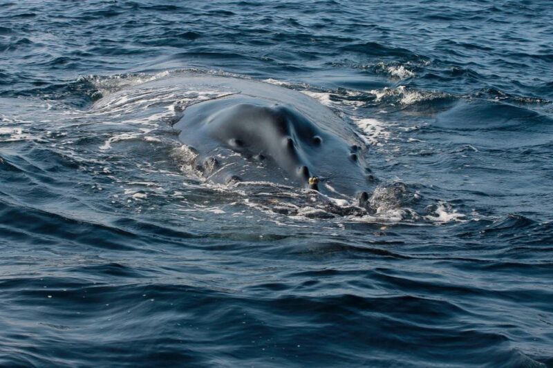 Whale Watching Guaranteed Experience in Puerto Vallarta - The Value of This Whale Watching Tour