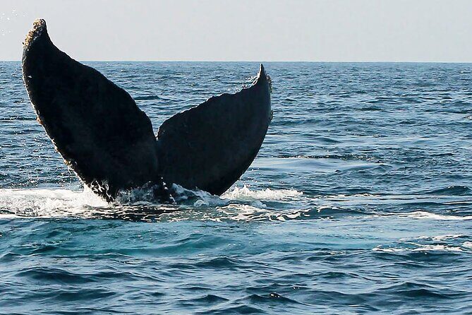 Whale Watching Guaranteed Experience in Puerto Vallarta - The Value of This Whale-Watching Tour