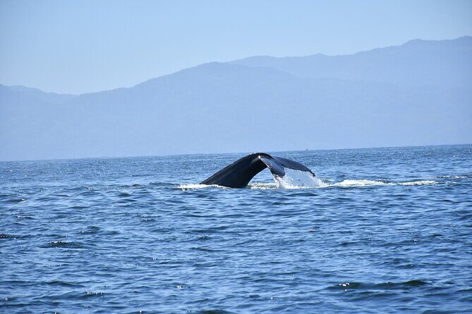 Whale Watching Guaranteed Experience in Puerto Vallarta - The Sum Up