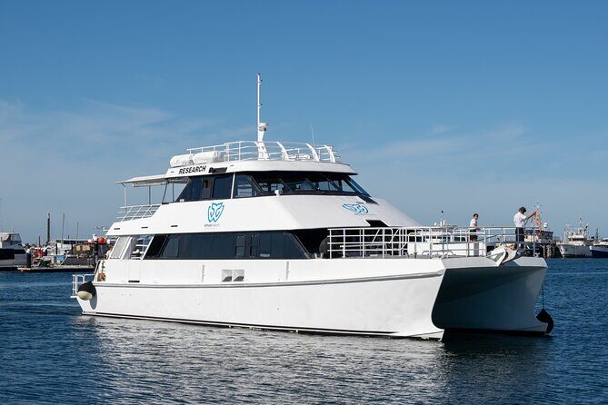 Whale Watching in Augusta Humpback and Southern Right Whales - Introducing the Whale Watching Tour in Augusta