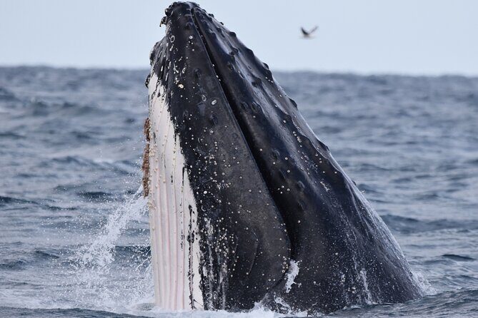 Whale Watching in Augusta Humpback and Southern Right Whales - Final Thoughts