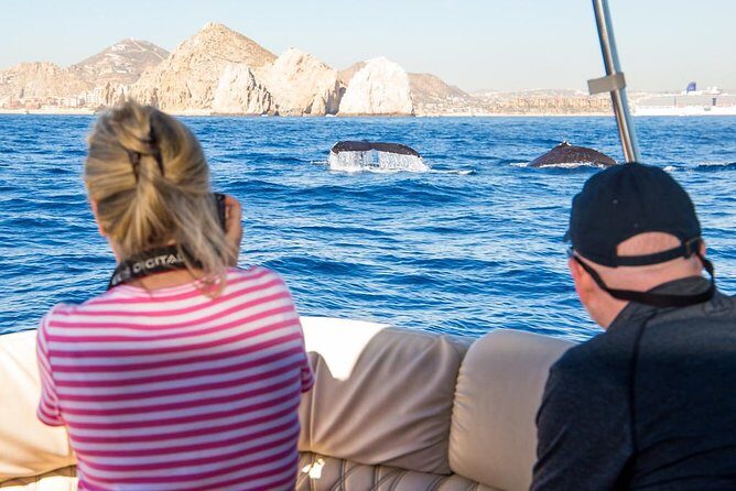 Whale Watching in Cabo San Lucas on board our Luxury Trimaran! - An In-Depth Look at the Cabo Whale Watching Experience