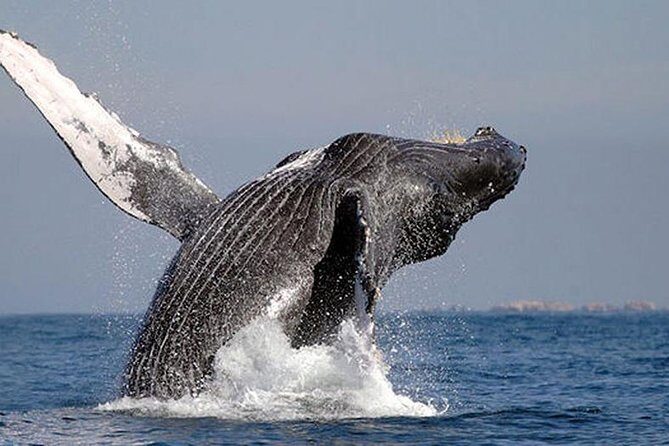 Whale Watching in Cabo San Lucas: Sightseeing Cruise and Shopping - Potential Drawbacks to Consider