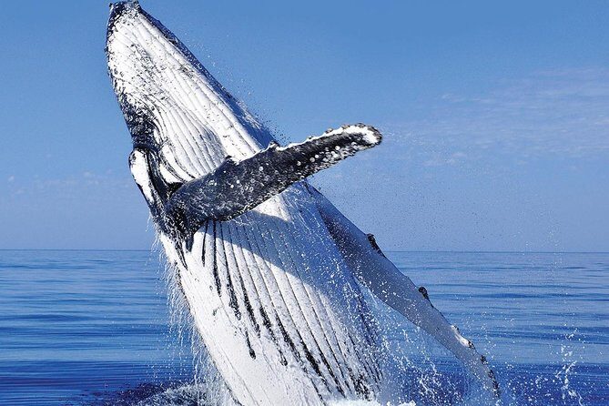 Whale Watching in Cabo San Lucas: Sightseeing Cruise and Shopping - Practical Details and Tips