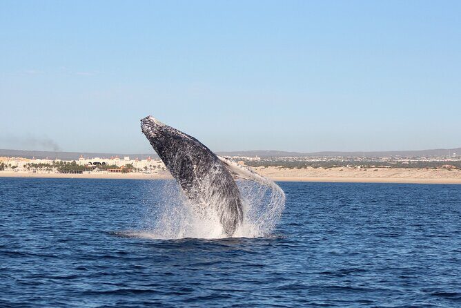 Whale Watching in Cabo San Lucas: Sightseeing Cruise and Shopping - Who Will Love This Tour?