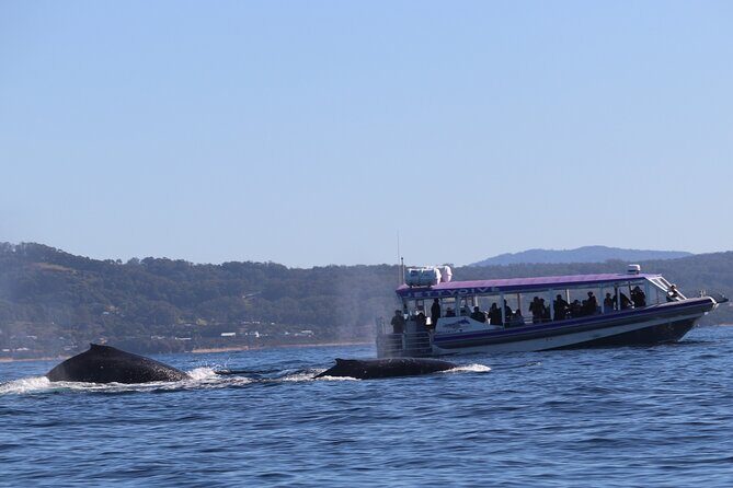 Whale Watching in Coffs Harbour - Introduction