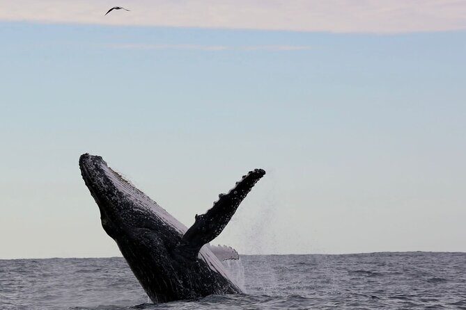 Whale Watching in Coffs Harbour - Key Points